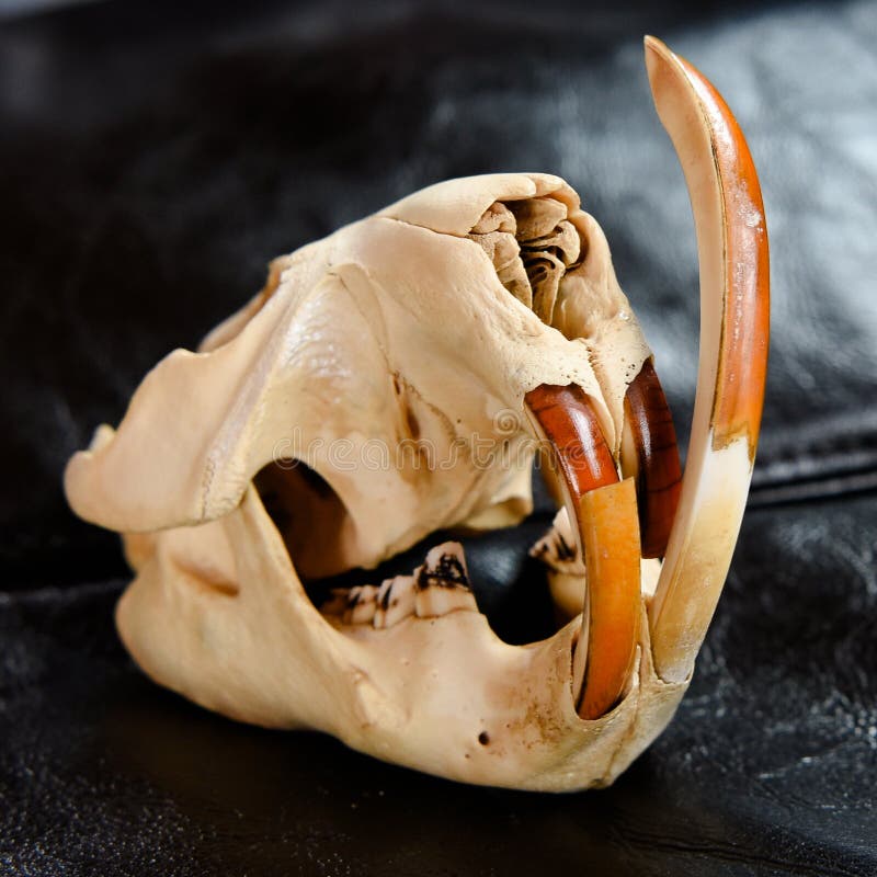 Upper and Lower Jaw of a Beaver with Its Nail Teeth Stock Image - Image ...