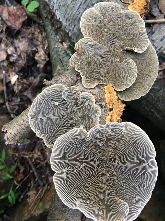 Gilled Polypore stock image. Image of gilled, lenzites - 125642007