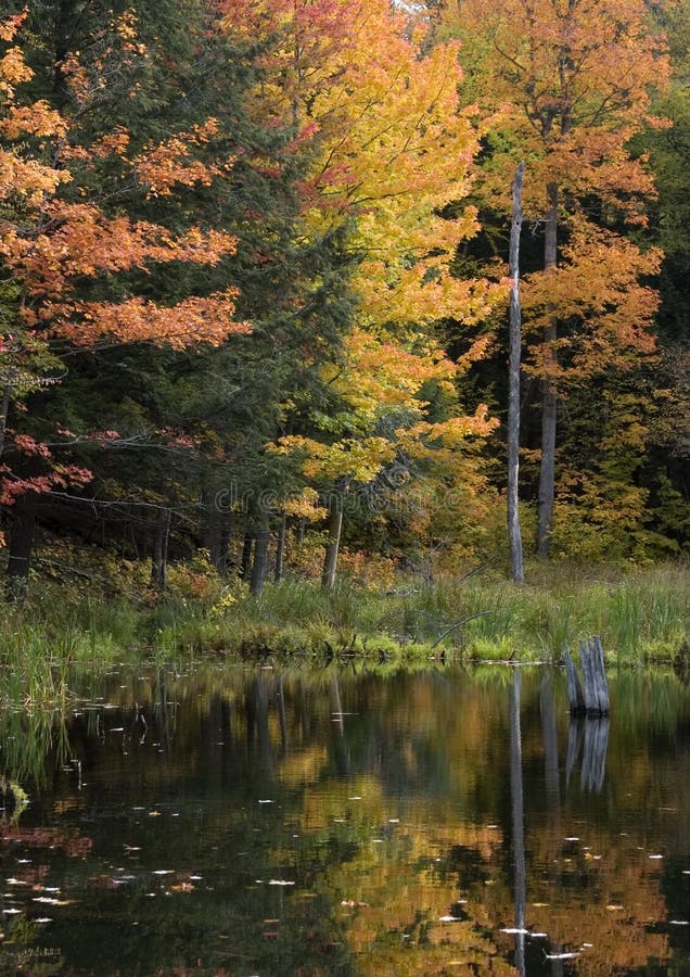 Upper Michigan Fall Colors by Quiet Stream Stock Image - Image of ...