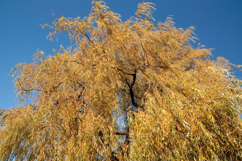 Upper Part of the Golden Weeping Willow in Autumn Stock Image - Image ...