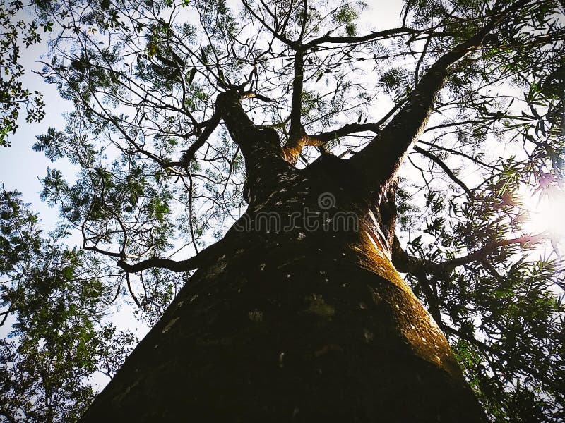 The Upper Part of a Large Tree Stock Photo - Image of large, spring ...