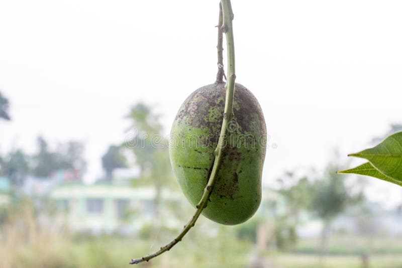 The nice mango. stock image. Image of clouds, landscape - 106508731