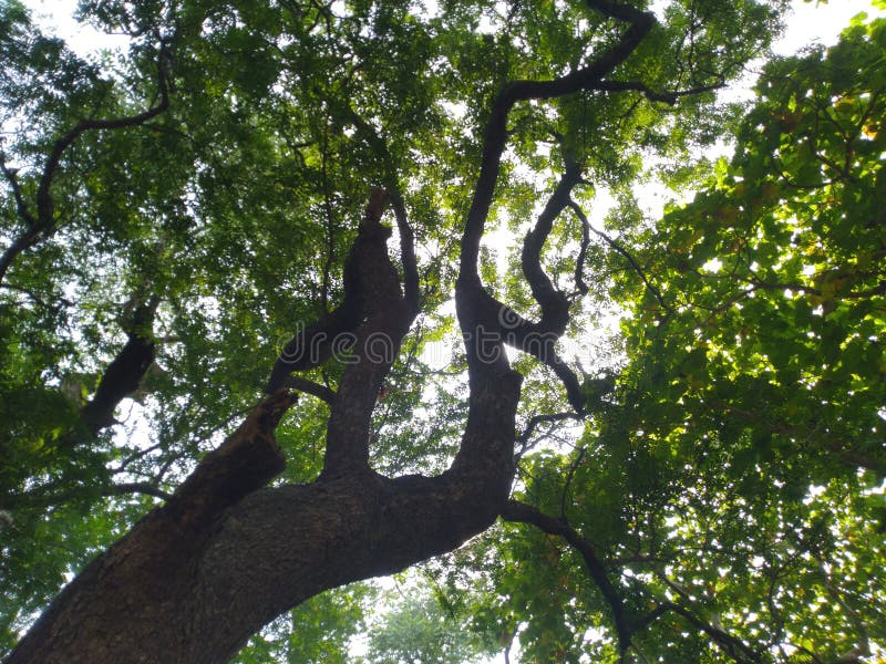 Upper part of the Trees stock photo. Image of trees - 198771948