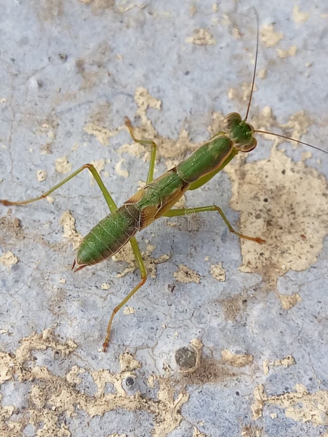 Upper Side View of Small Creature Stock Photo - Image of creature ...