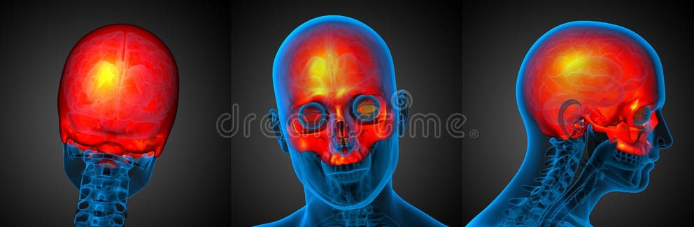 Upper skull stock illustration. Illustration of anatomy - 88905615