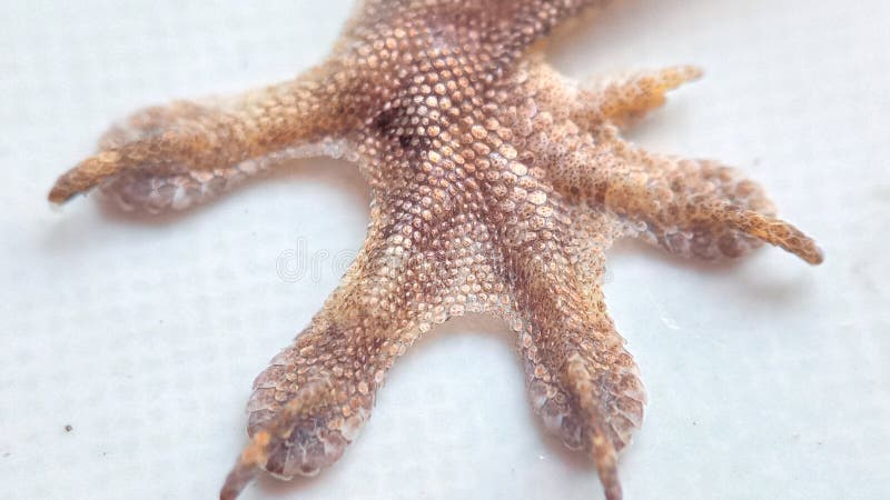 The Upper Surface of a House Lizard`s Foot Stock Photo - Image of ...