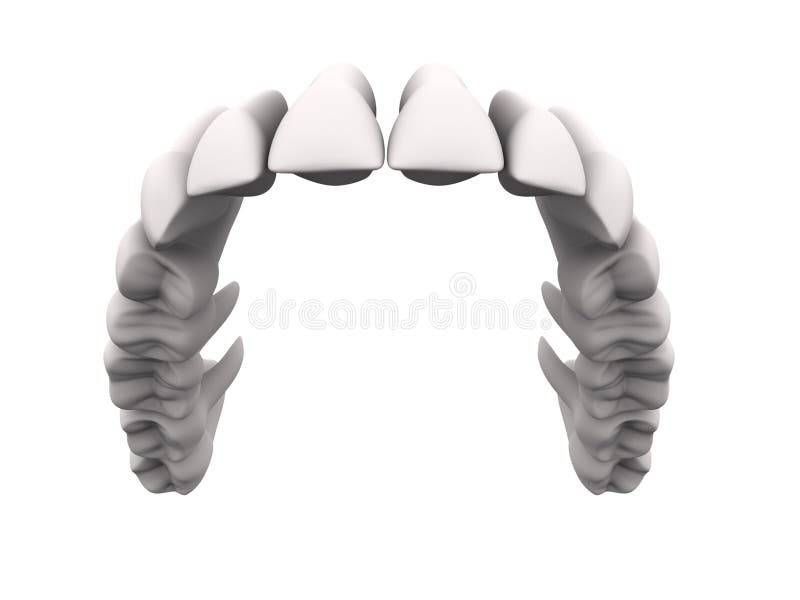 Upper teeth 1 stock illustration. Illustration of teeth - 996417