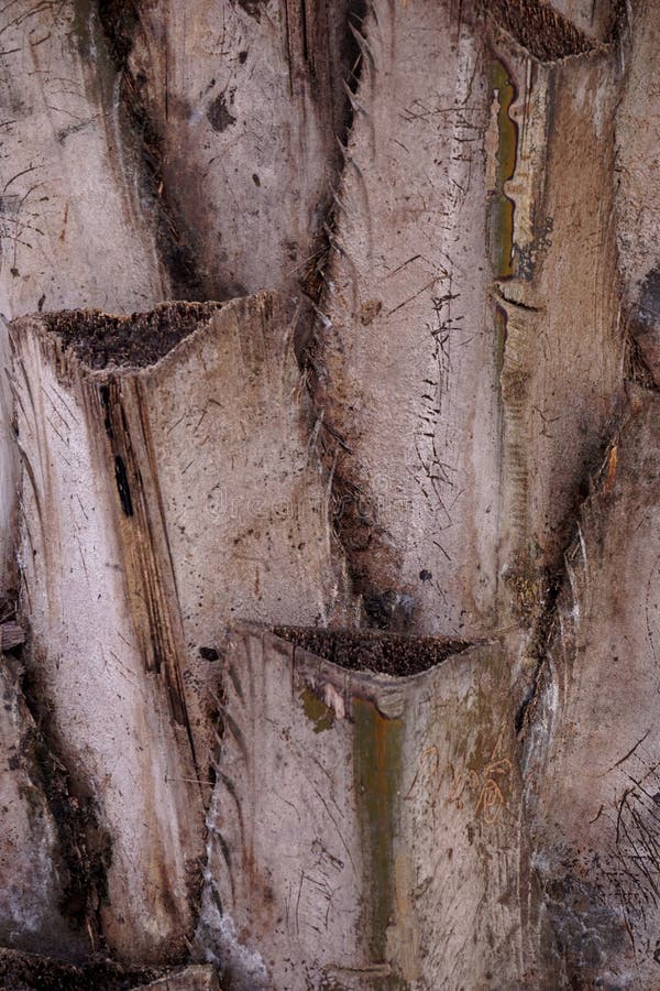 Upper Trunk Detail of Palm Tree Background Texture Pattern Stock Photo ... Upper Trunk Detail of Palm Tree Background Texture Pattern Stock Photo ...