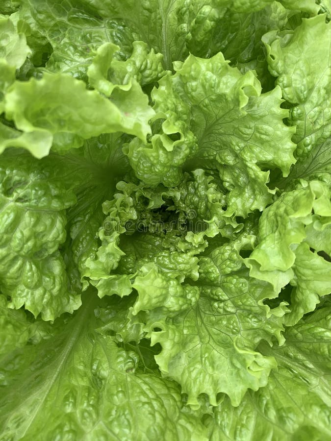 Upper View Lettuce Natural Pattern Background Stock Photo - Image of ...