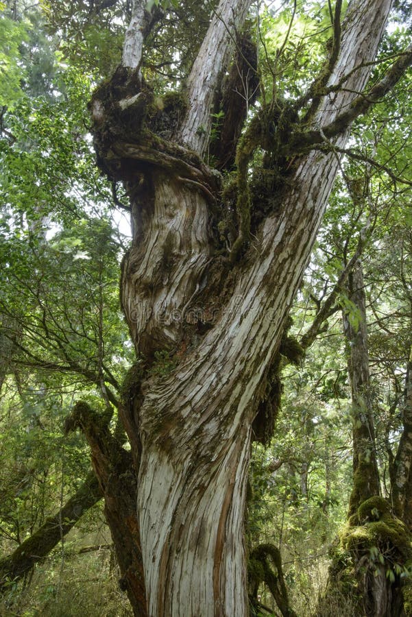 Upper view of tree texture stock image. Image of environment - 185871199