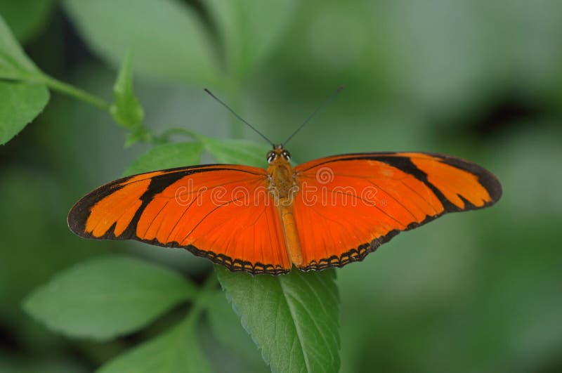 The Flame Moth (Axylia Putris) Stock Image - Image of macro ...