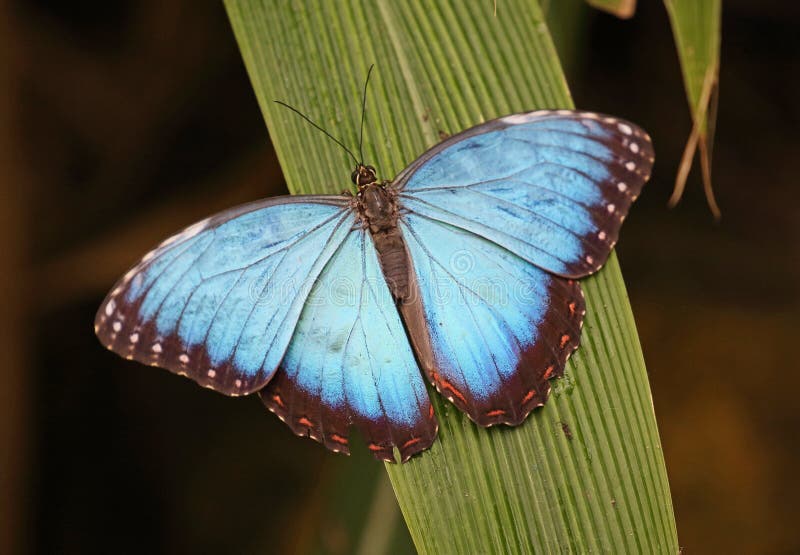 Blue Morpho stock photo. Image of morpho, tropical, underwing - 99227828