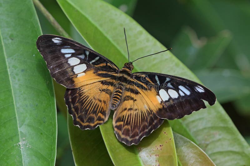 Clipper Butterfly stock photo. Image of invertebrate - 156376042