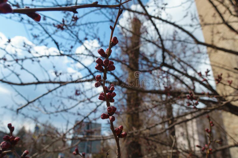 Upright Branch of Apricot Tree with Closed Flower Buds in April Stock ...