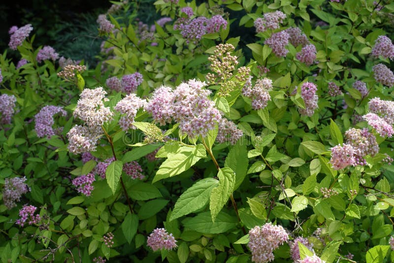 Upright Branch of Blossoming Korean Spiraea Stock Photo - Image of ...