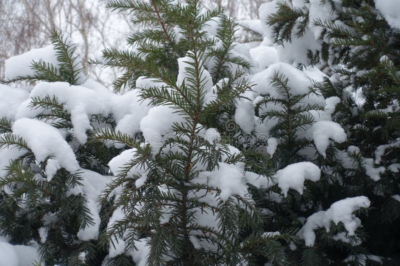 Upright Branch of Yew Covered with Snow in January Stock Image - Image ...