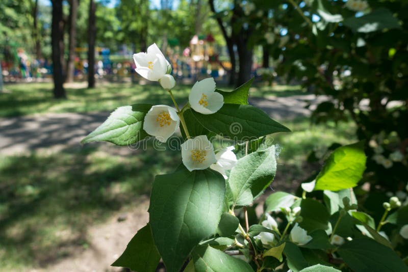 Upright Branch of Philadelphus Coronarius with Flowers Stock Image ...