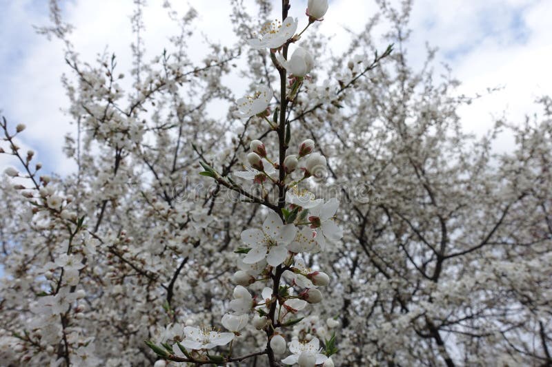 Upright Branch of Plum with White Flowers and Buds in April Stock Image ...