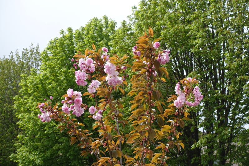 Upright Branches of Blossoming Double Pink Sakura in April Stock Photo ...