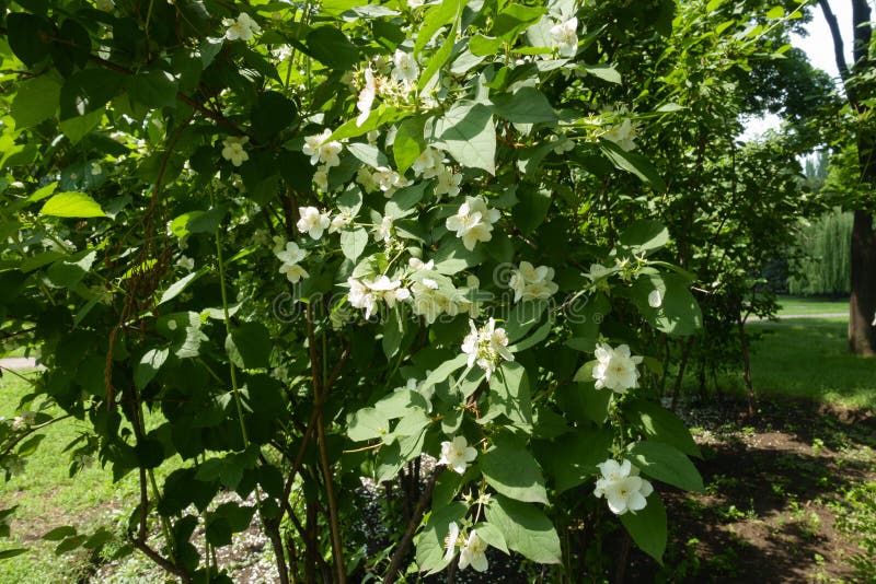 Upright Branches of Blossoming Mock Orange Stock Image - Image of ...