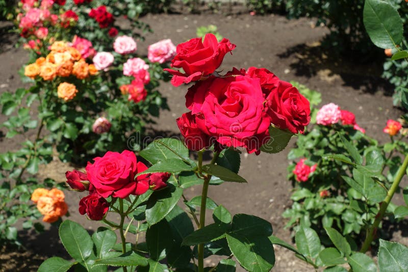 Upright Branches of Rose Bush with Red Flowers Stock Photo - Image of ...