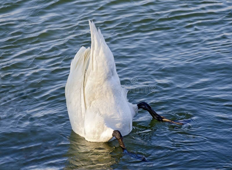 Upright diving swan stock photo. Image of animal, headlong - 110327476