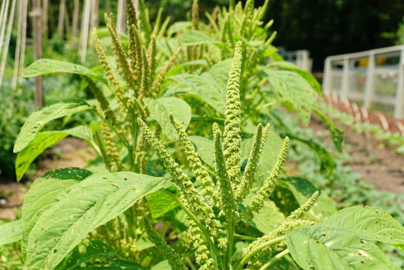 Amaranth `Sunset Goldilocks` Flowers Stock Photo - Image of upright ...
