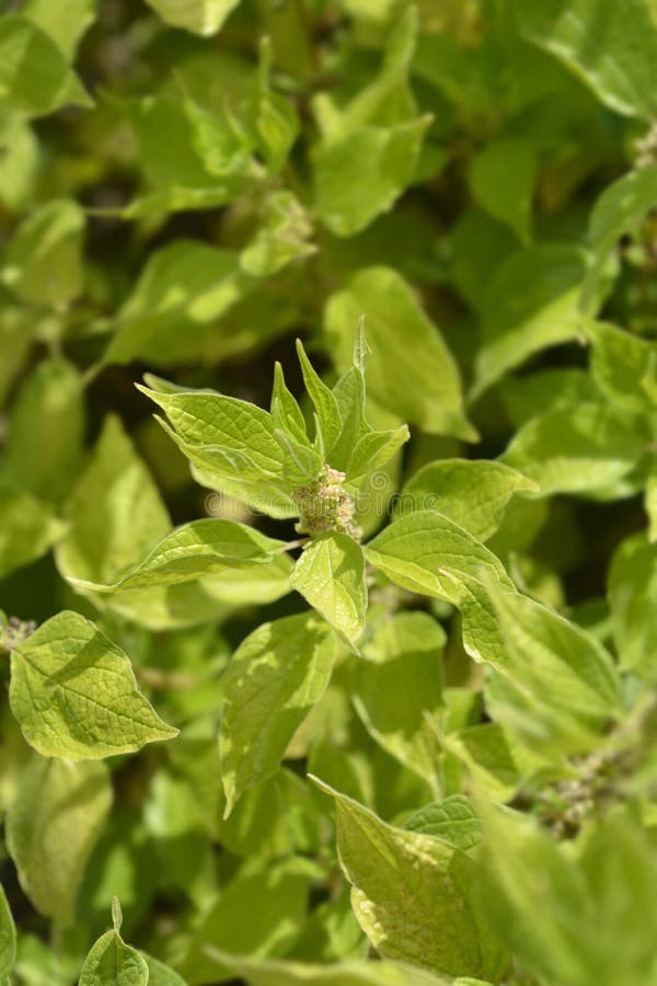 Upright pellitory stock photo. Image of close, pellitory - 249937508