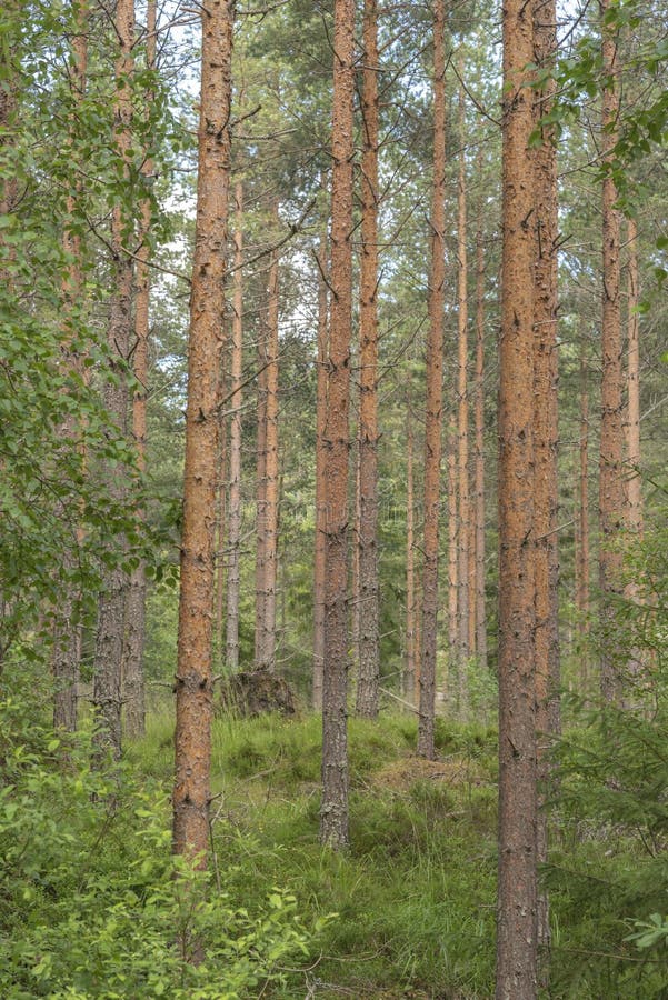 Pine Forest at Sandhamn in Sweden Stock Photo - Image of trees, tree ...