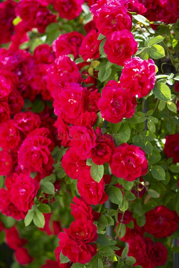 An upright shrub red rose stock photo. Image of bush - 228171170