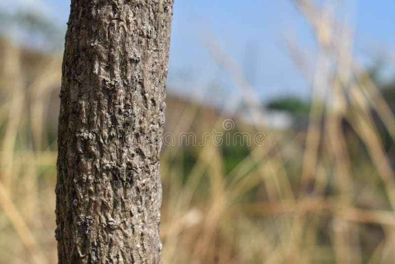 Upright Tree Trunks in the Field Stock Photo - Image of straight, rough ...