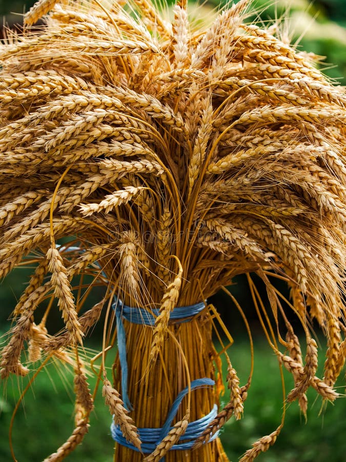 Upright Wheat Bundle Tied Neatly with Ribbons Amidst a Garden Setting ...