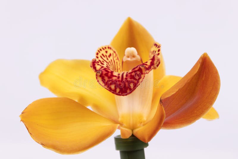 Upright, a Yellow Blossoming Orchid with a Red Spotted Core, Side View ...