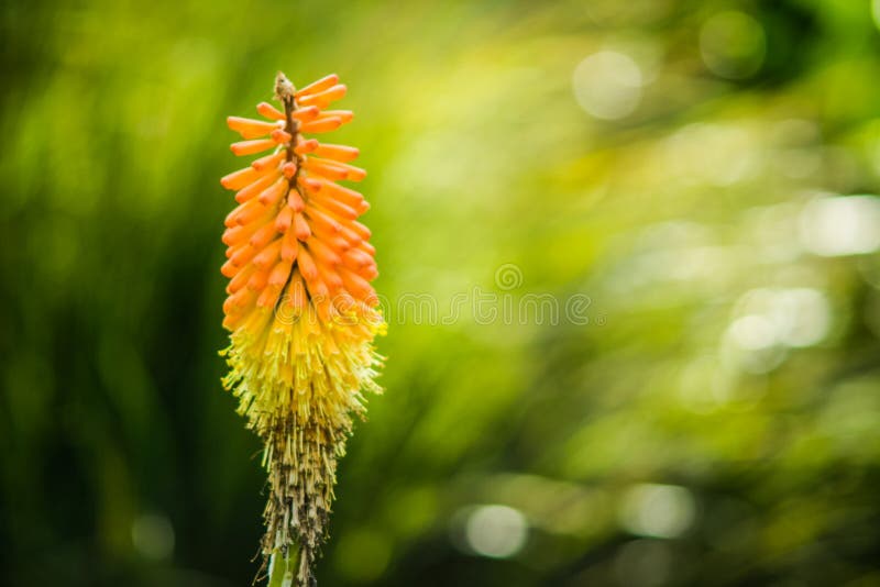 Uprising on the flower stock image. Image of green, herb - 94183713