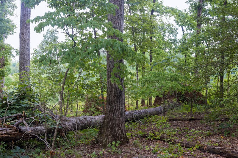 Uprooted Broken Fallen Tree with Roots in the Forest during a Strong ...