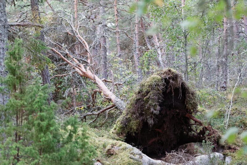 Uprooted and Fallen Trees Due To Typhoon or Tropical Storm Quinta or ...