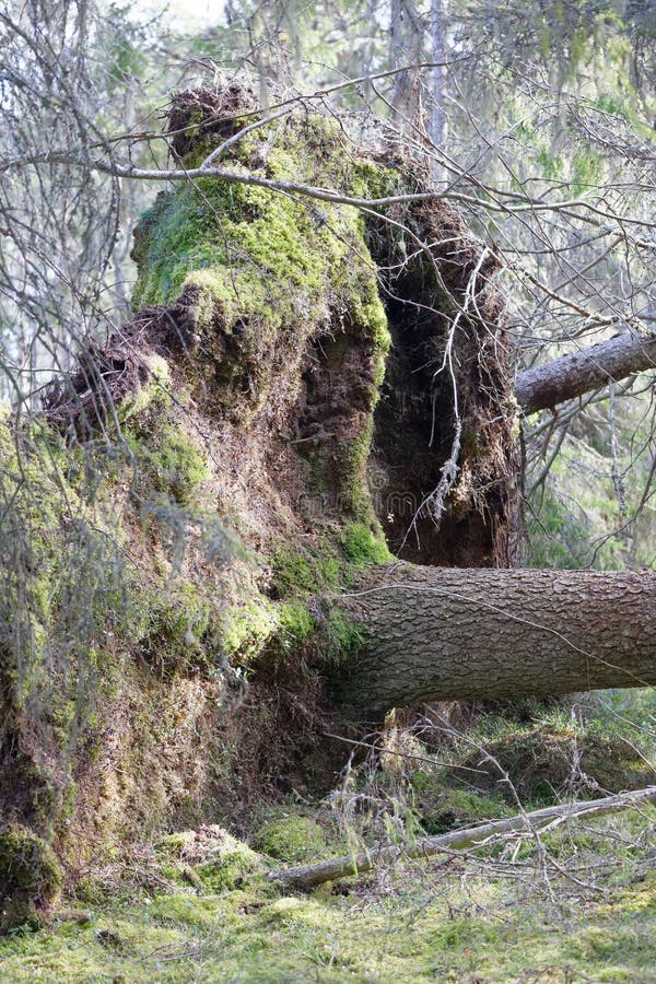 An Uprooted Fallen Tree Laying on the Lawn in Front of a House. Stock ...