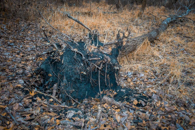 Exposed fallen tree roots stock image. Image of australia - 117874111
