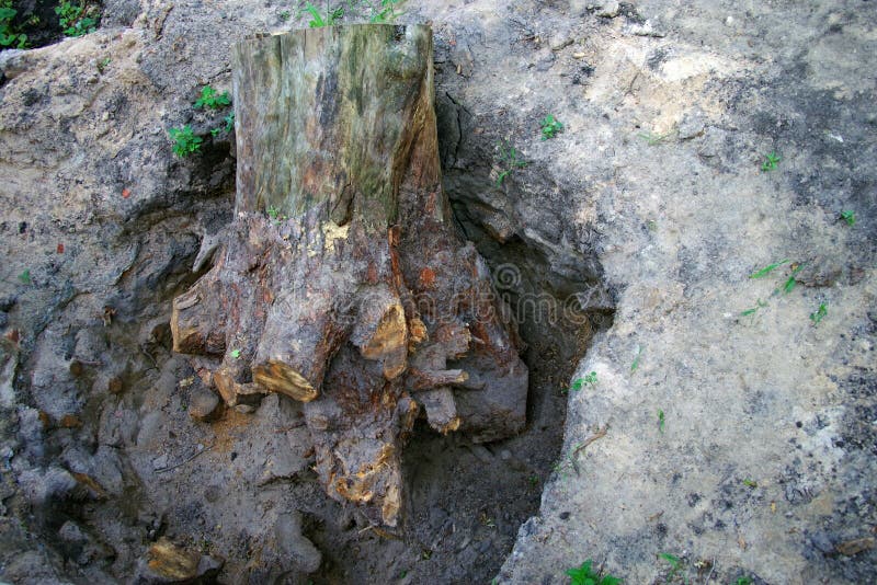 An Uprooted Large Pine Stump Lies in a Hole. Stock Photo - Image of ...
