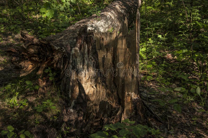 Uprooted Large Tree Showing Roots after Being Blown Down by a Very ...