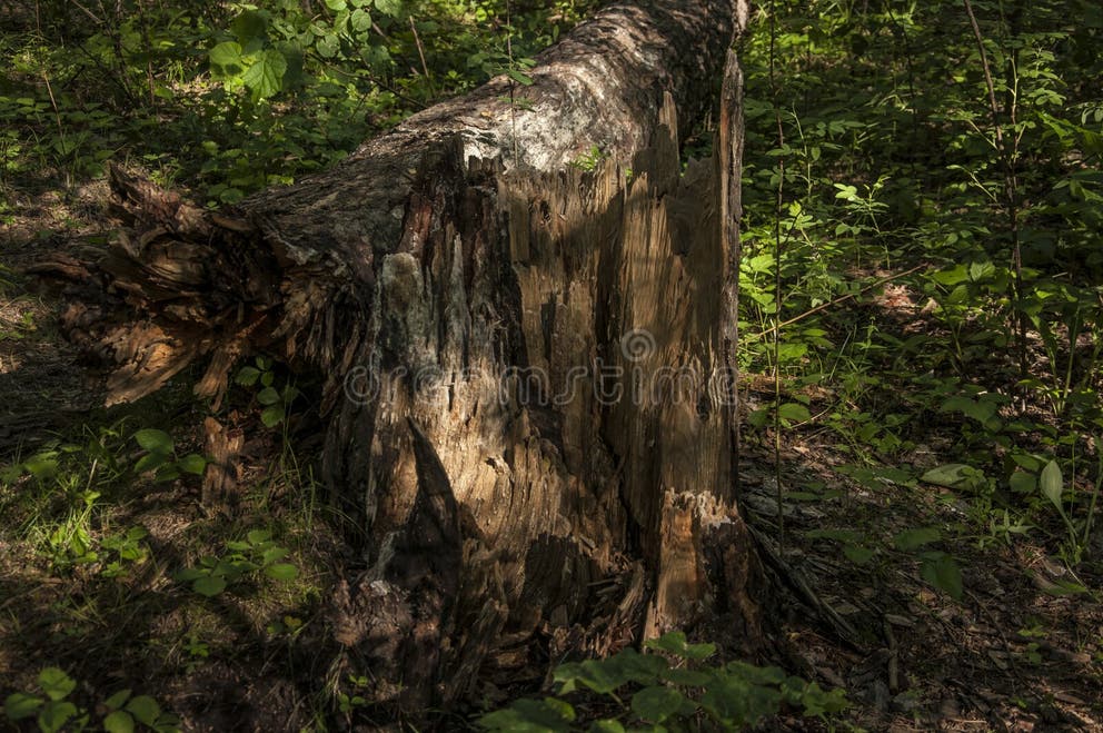 Uprooted Large Tree Showing Roots after Being Blown Down by a Very ...
