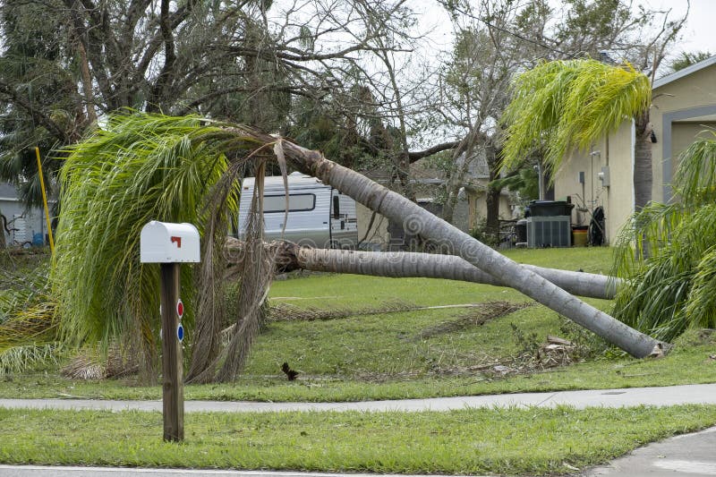 Uprooted Palm Tree after Hurricane on Florida Home Front Yard ...