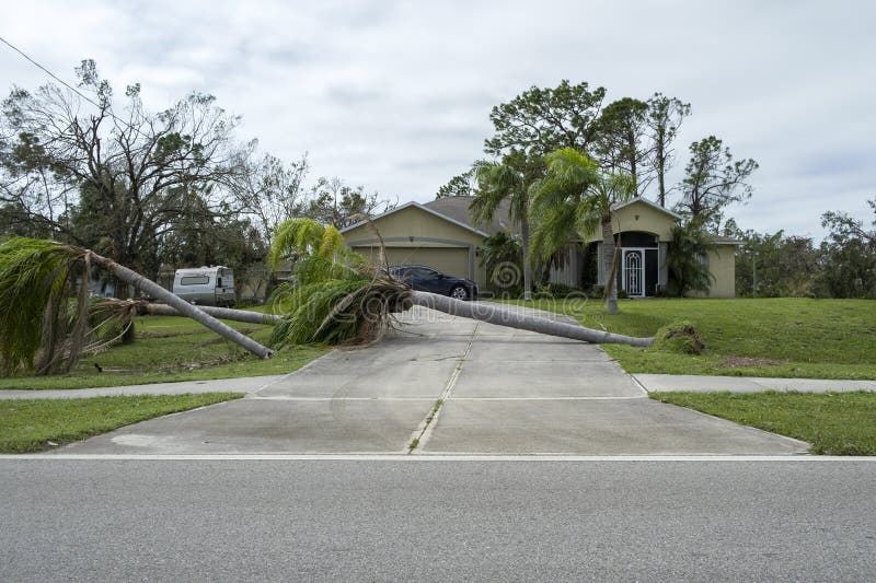 Uprooted Palm Tree after Hurricane on Florida Home Front Yard ...