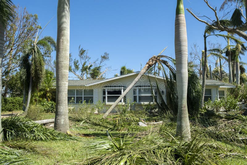 Uprooted Palm Tree after Hurricane on Florida Home Front Yard ...
