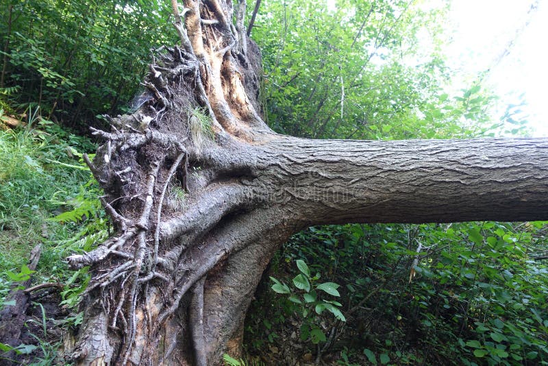 Uprooted Pine stock photo. Image of uprooted, woods - 195759376