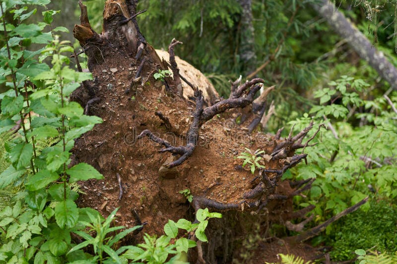 Uprooted pine tree stock image. Image of life, environment - 291770155
