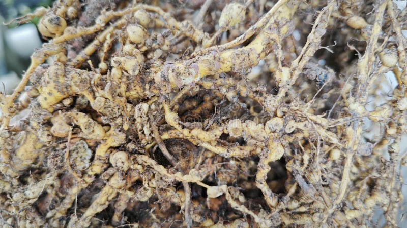 Uprooted Plant with Infected Root Knot Nematodes. Stock Photo - Image ...