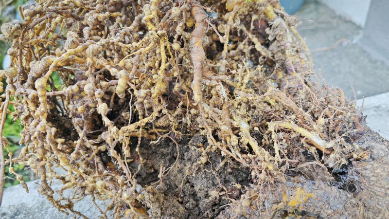 Uprooted Plant with Infected Root Knot Nematodes. Stock Photo - Image ...