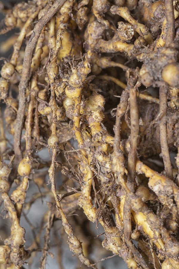 Uprooted Plant with Infected Root Knot Nematodes. Stock Image - Image ...