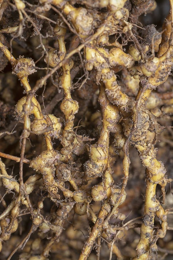 Uprooted Plant with Infected Root Knot Nematodes. Stock Photo - Image ...